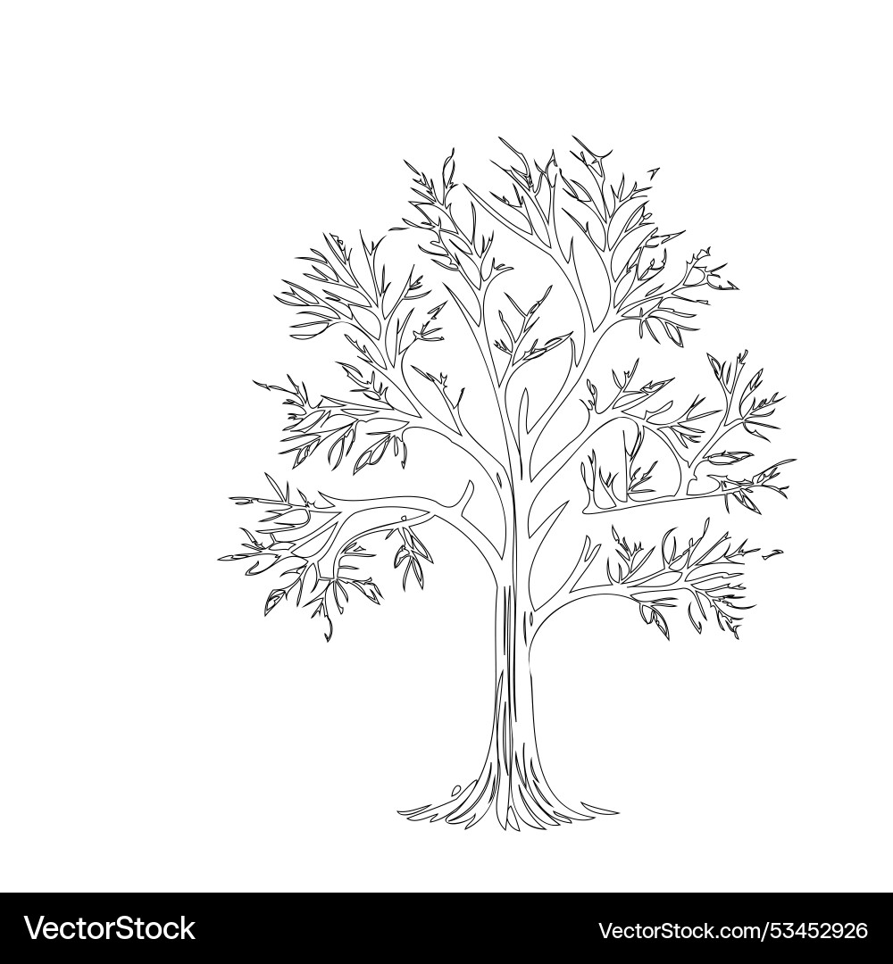 Maple tree nature outline sketch Royalty Free Vector Image