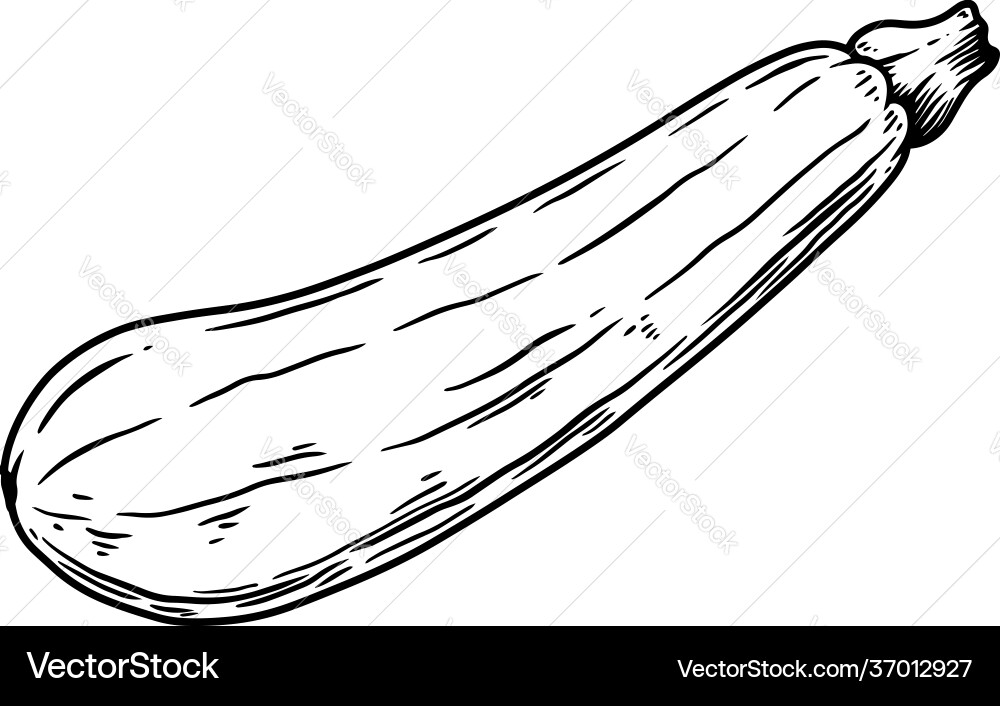 Squash in engraving style design element Vector Image