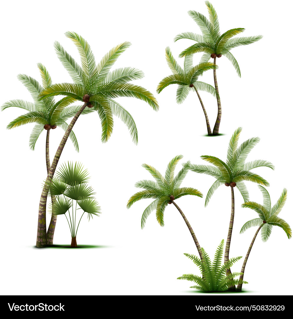 Coconut palm trees realistic set Royalty Free Vector Image