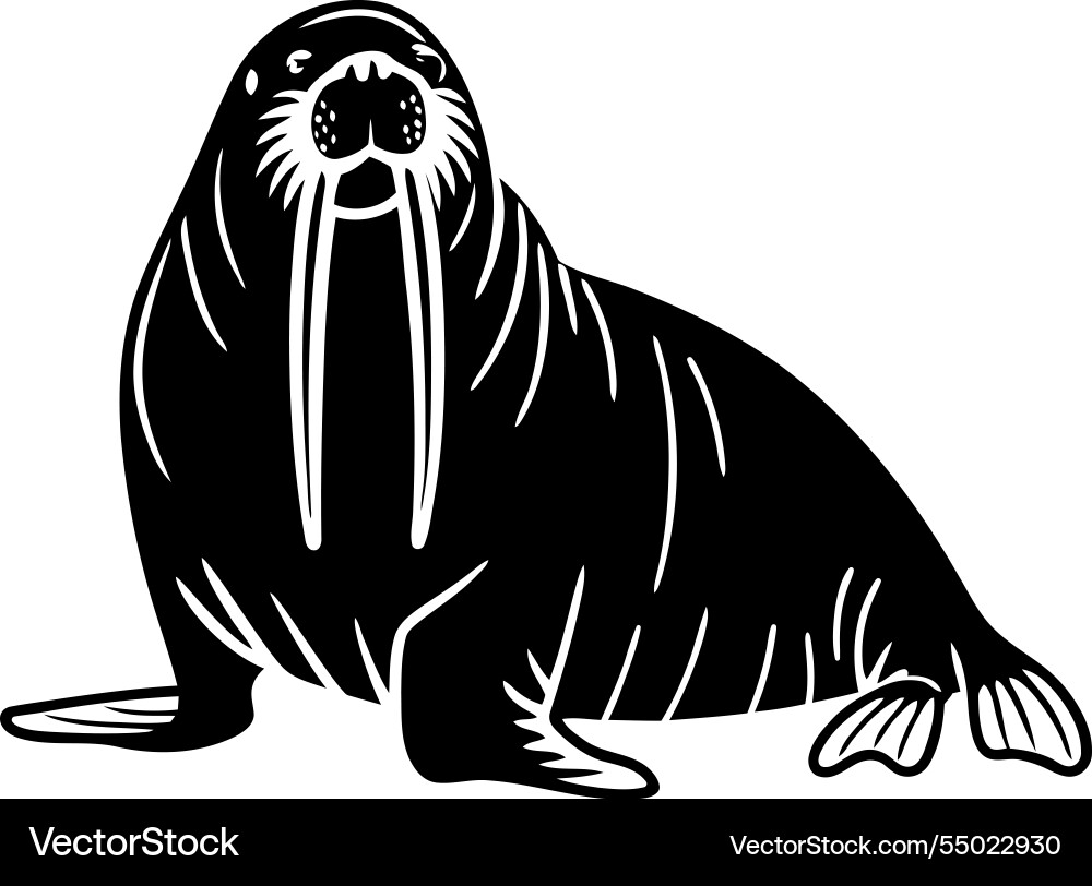 Walrus Royalty Free Vector Image - VectorStock