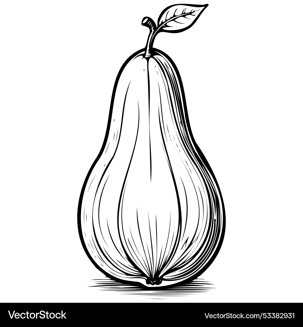 Sketches stinking bishop pear drawing vintage Vector Image