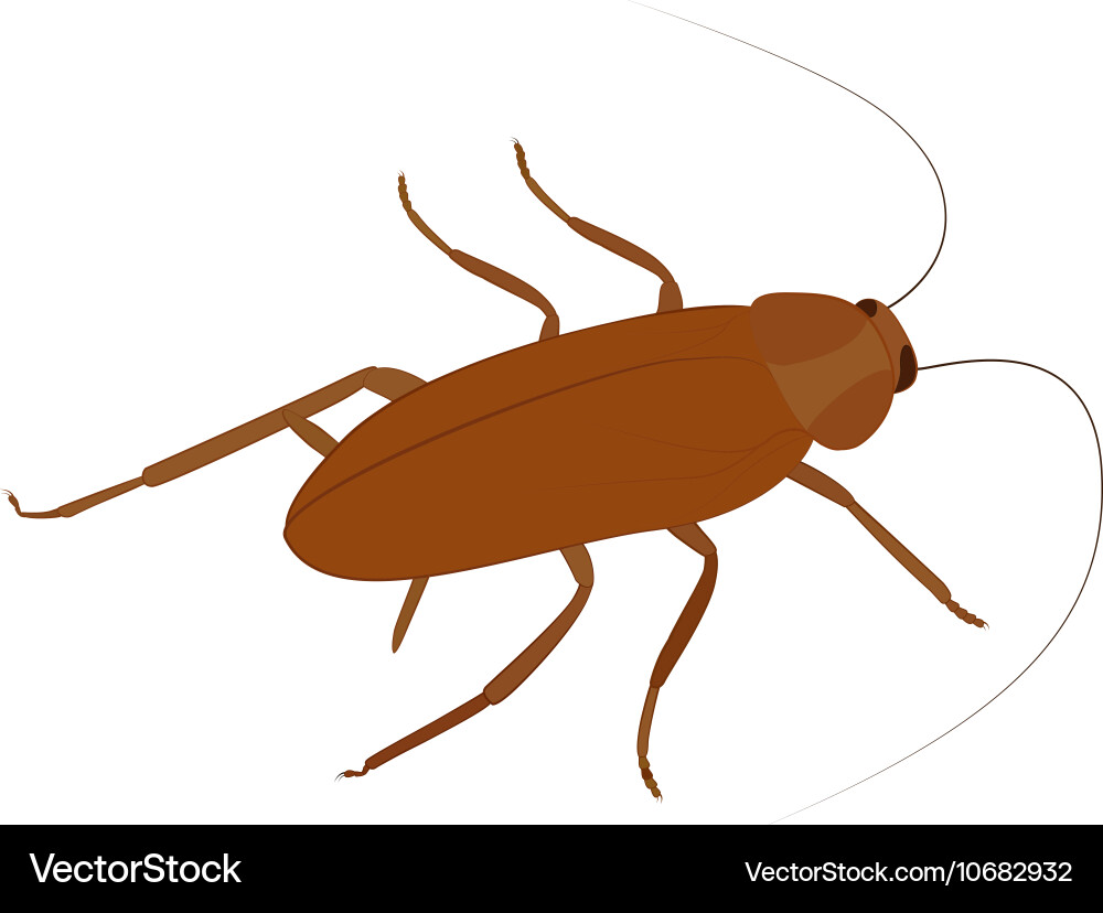 Cockroach icon cartoon insect isolated Royalty Free Vector