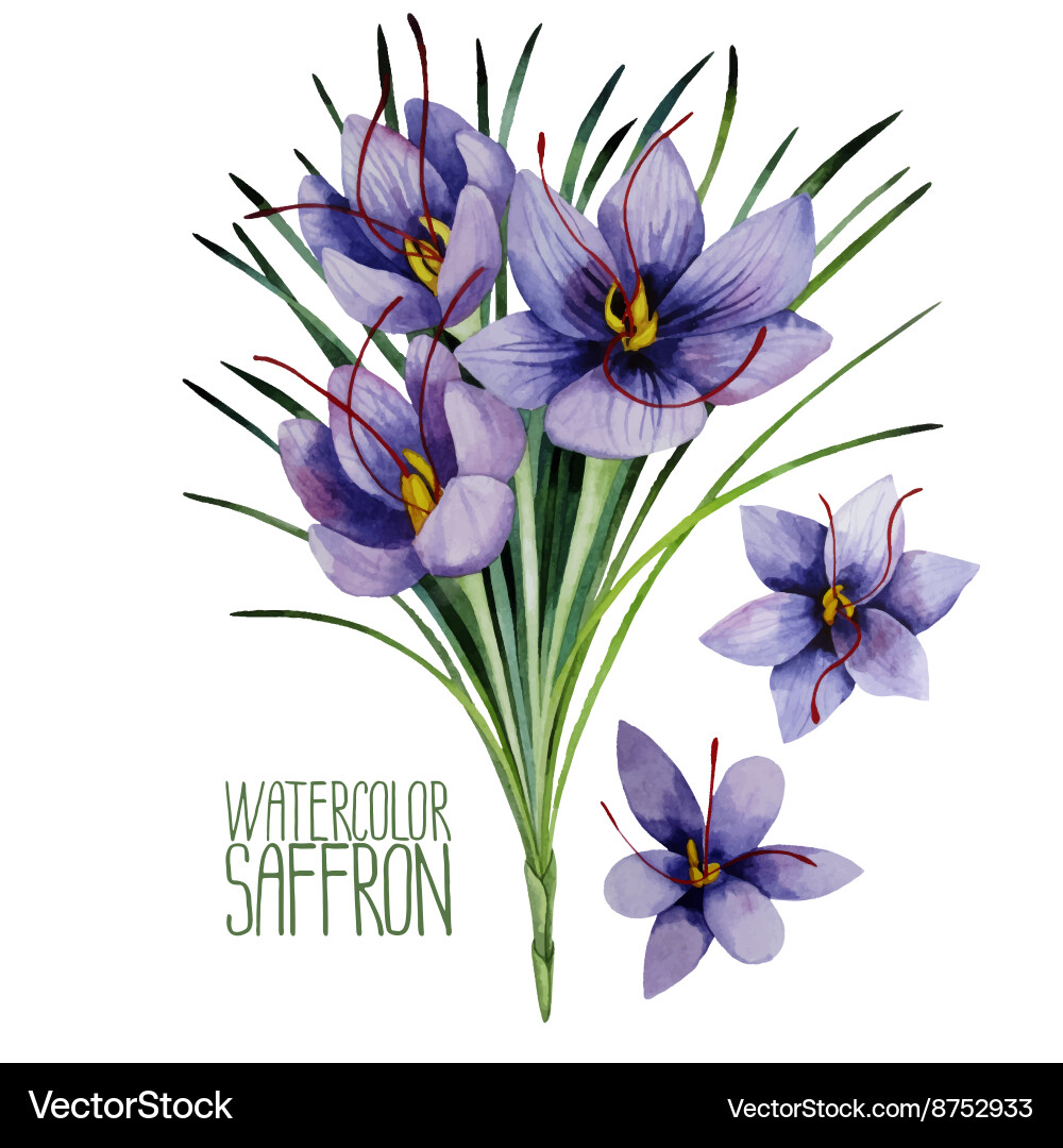 Watercolor saffron flowers Royalty Free Vector Image