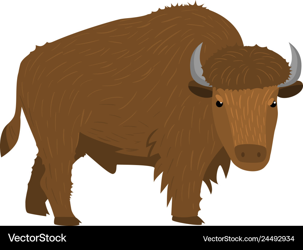 Big brown american bison standing at white Vector Image