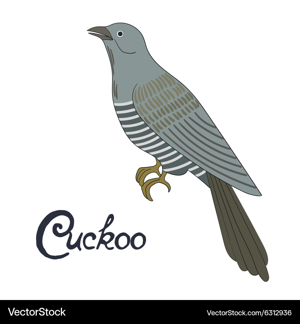 Bird cuckoo Royalty Free Vector Image - VectorStock