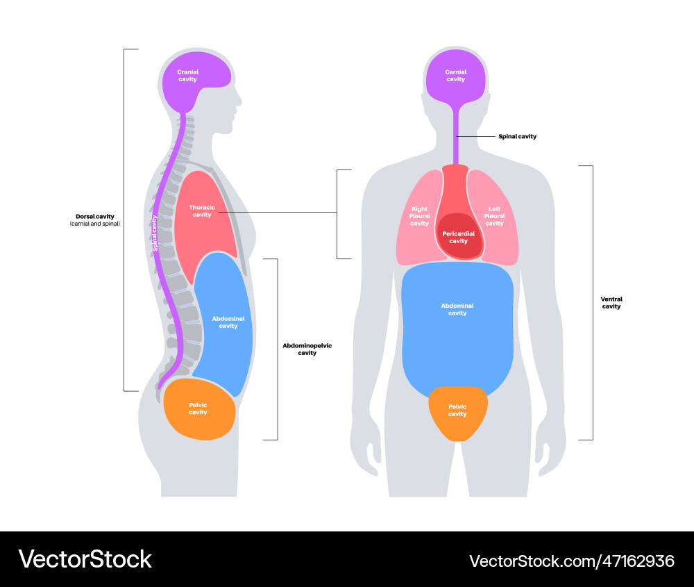 Body cavities poster Royalty Free Vector Image