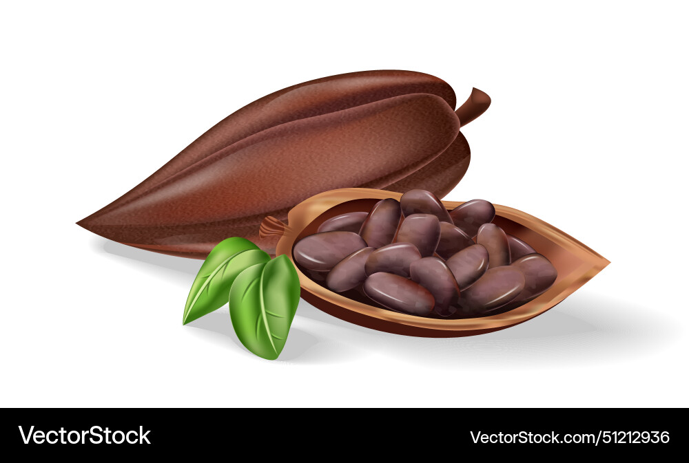 Cocoa bean on white background realistic Vector Image