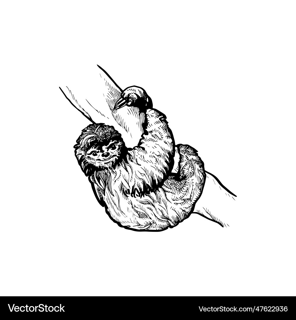 Handdrawn sloth wild animal Royalty Free Vector Image