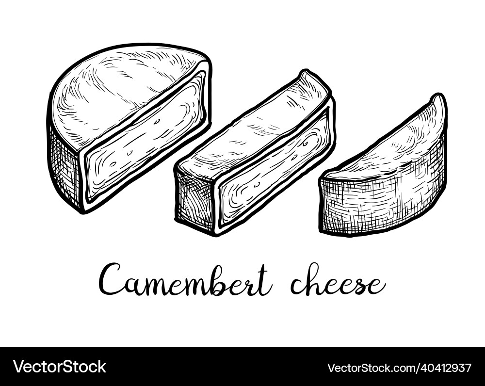Camembert cheese ink sketch Royalty Free Vector Image