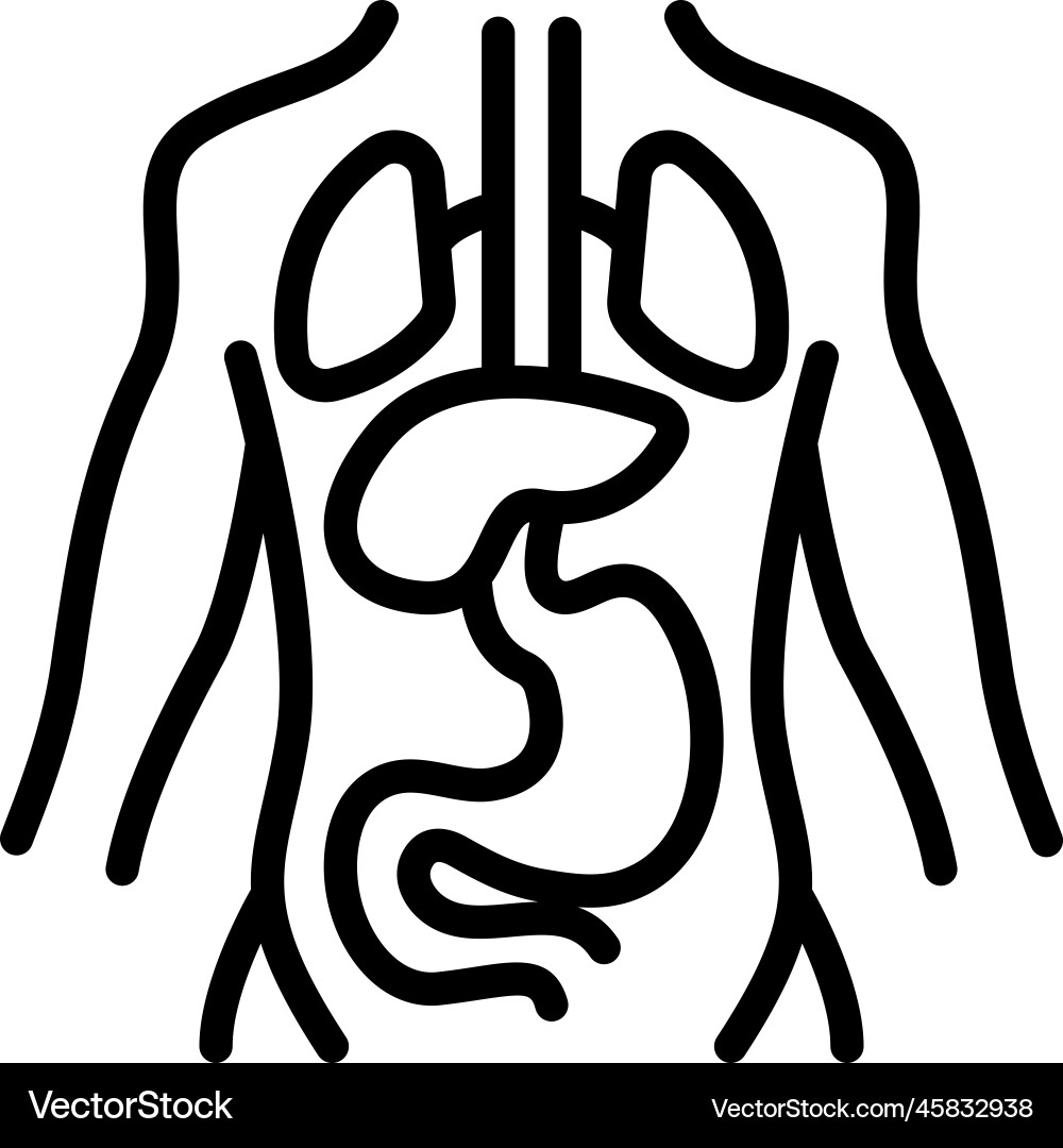 Anatomy Royalty Free Vector Image - VectorStock