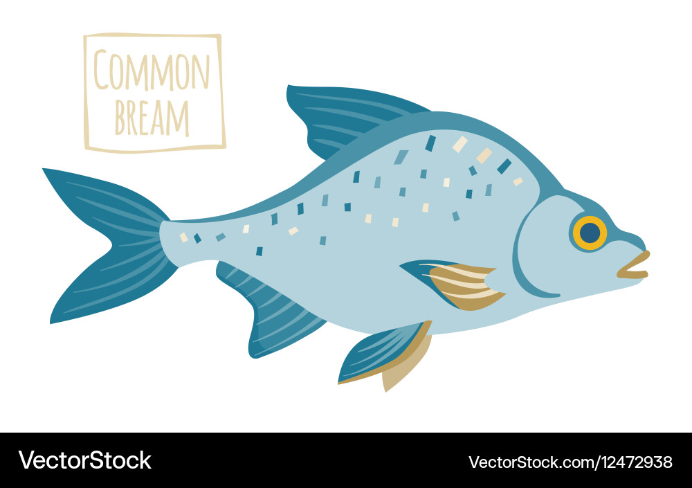 Common bream Royalty Free Vector Image - VectorStock