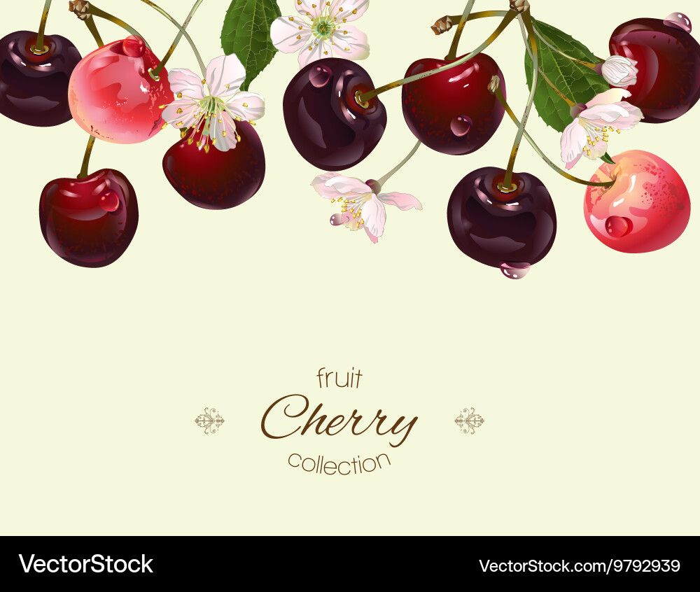 Cherry banner Royalty Free Vector Image - VectorStock