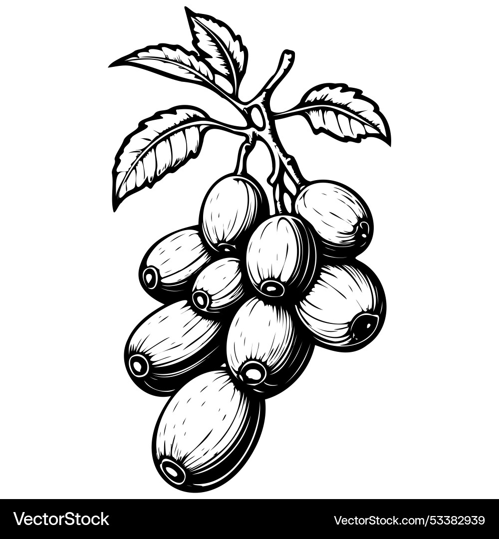 Tamarind Line Drawing Tamarind Drawing: Over 980 Royalty Free