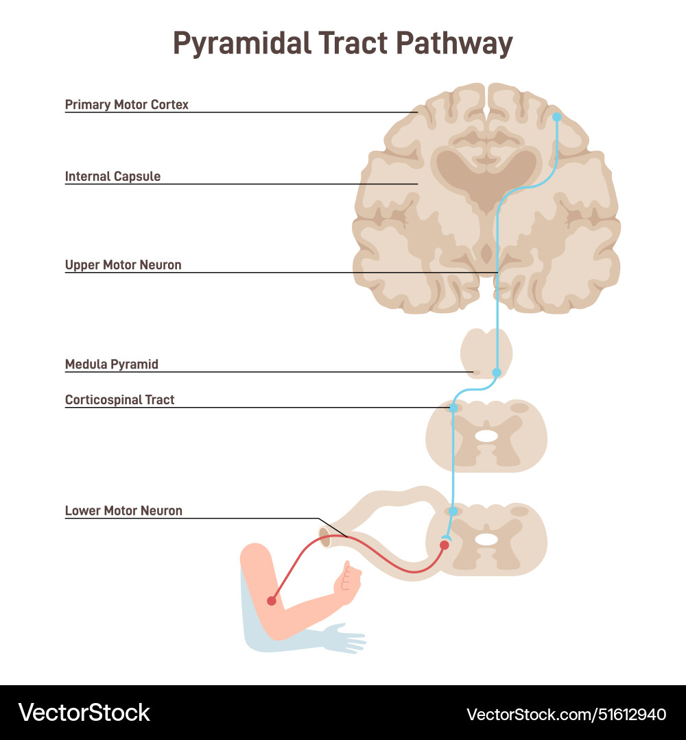 Pyramidal tract pathway somatic nervous system Vector Image