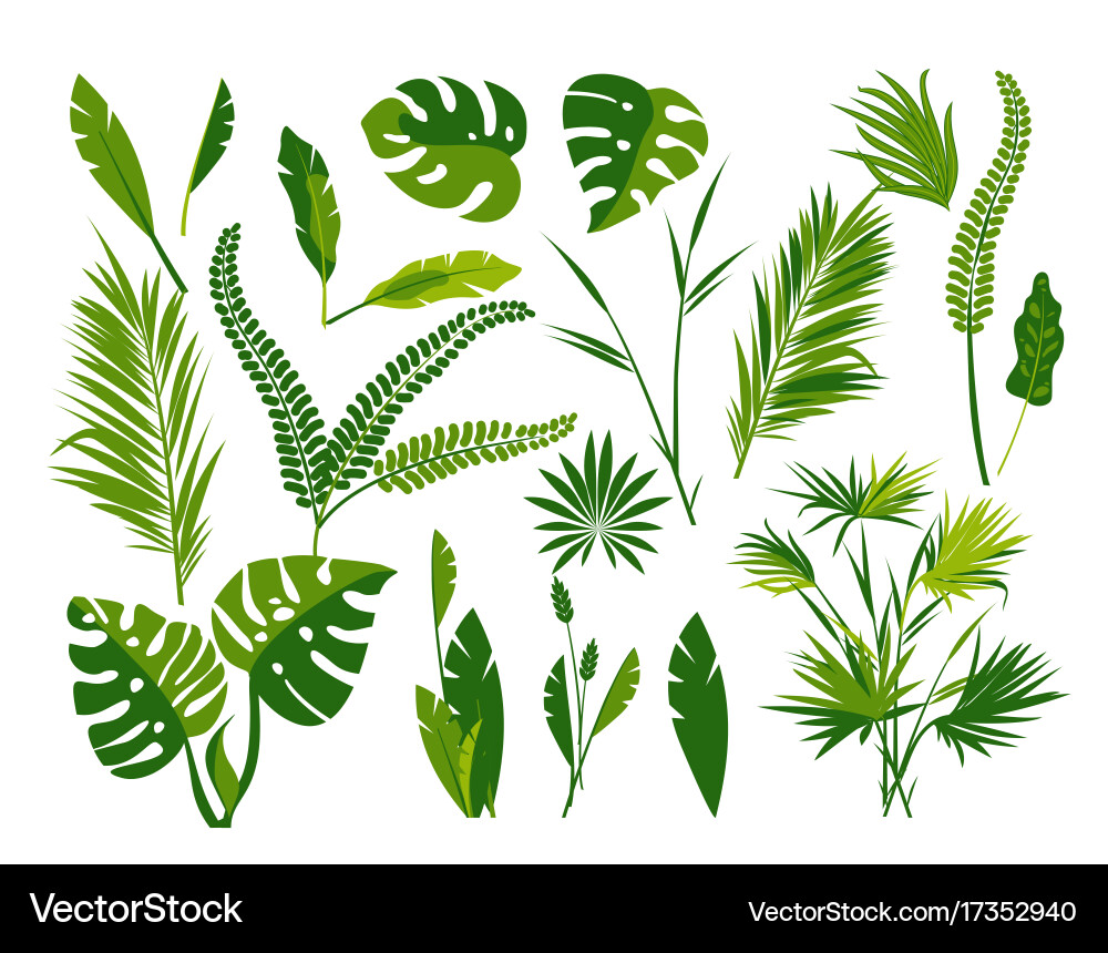 Tropical Leaf Collection Royalty Free Vector Image