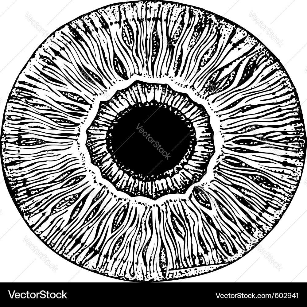Human eye Royalty Free Vector Image - VectorStock