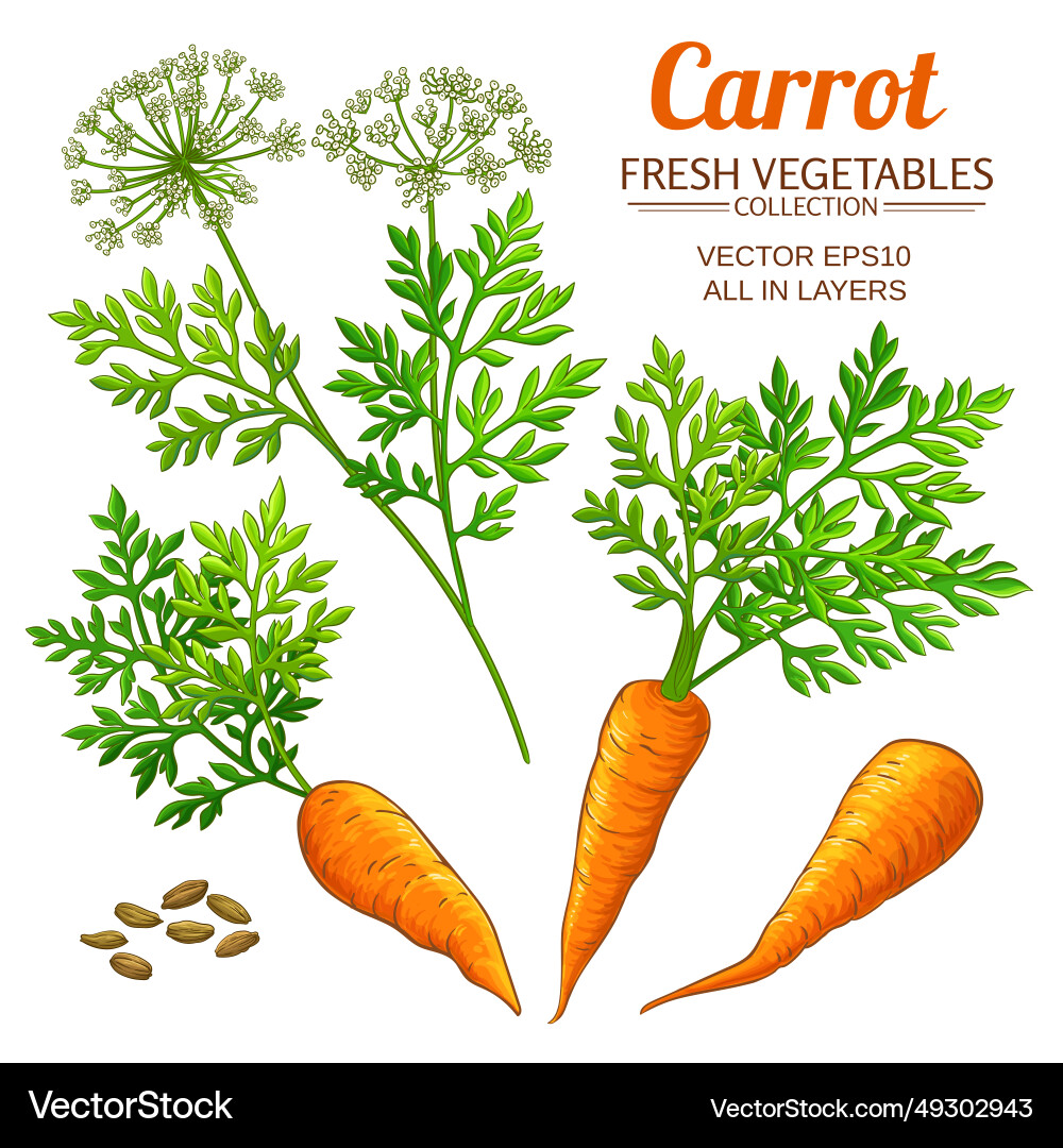 Carrot set Royalty Free Vector Image - VectorStock