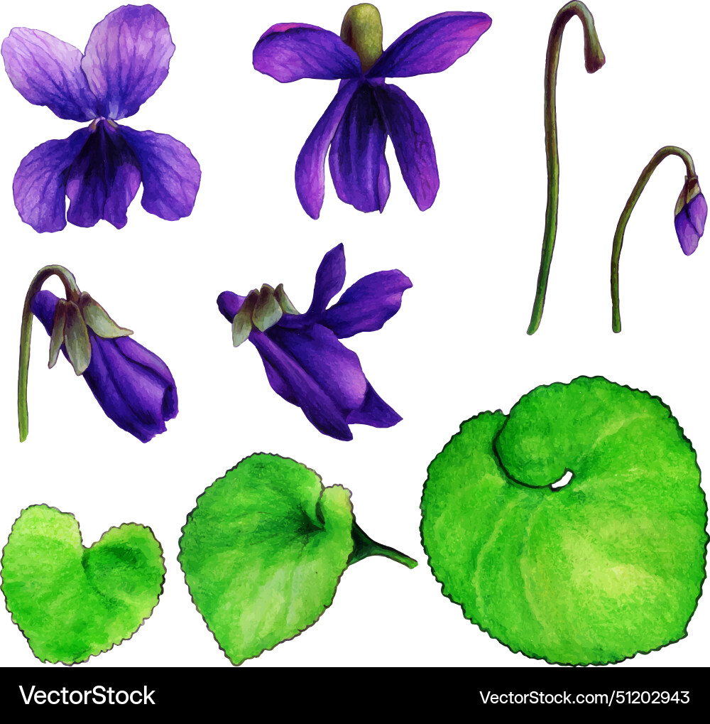 Watercolor of violets set Royalty Free Vector Image