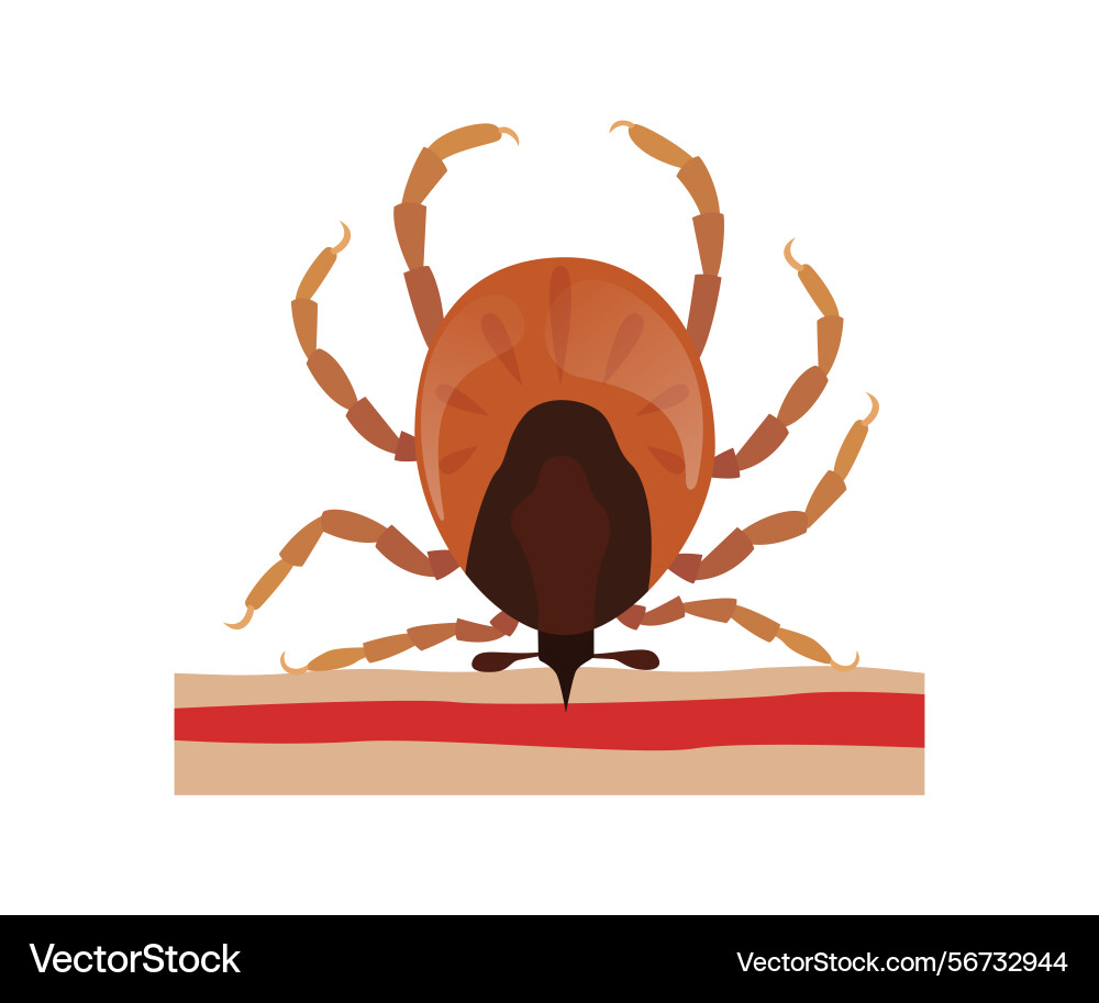 Dangerous tick insect sucking blood transmitting Vector Image