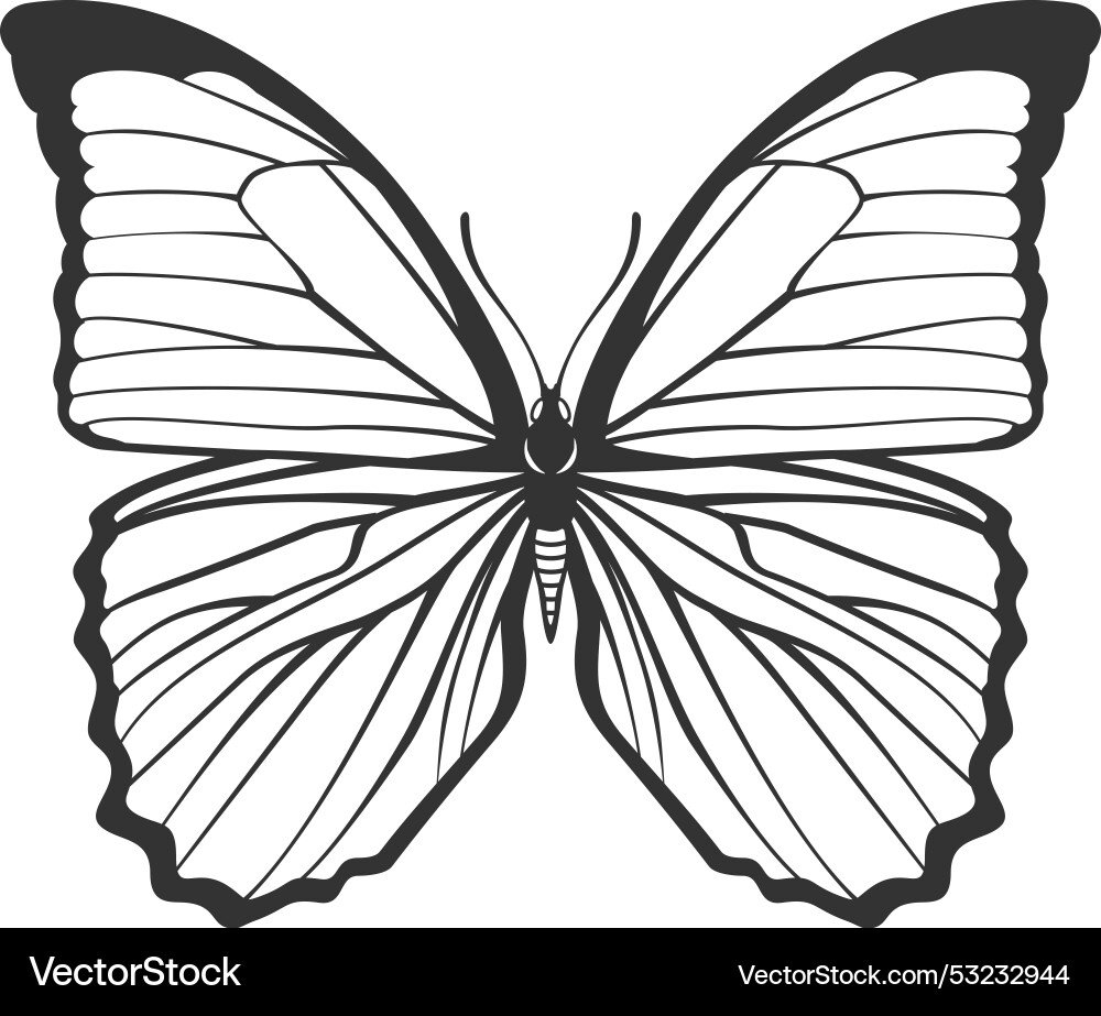 Summer butterfly black drawing transparent wing Vector Image
