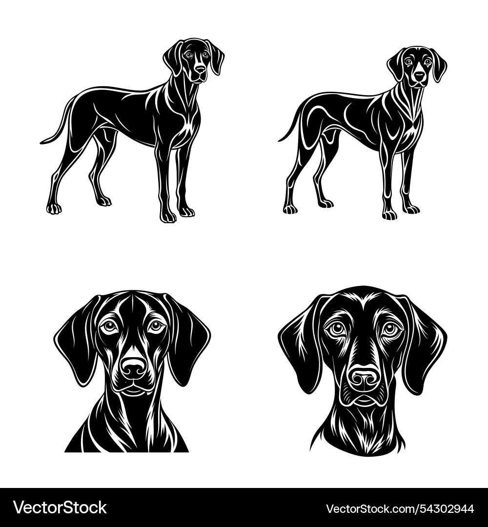 Weimaraner dog svg images Royalty Free Vector Image