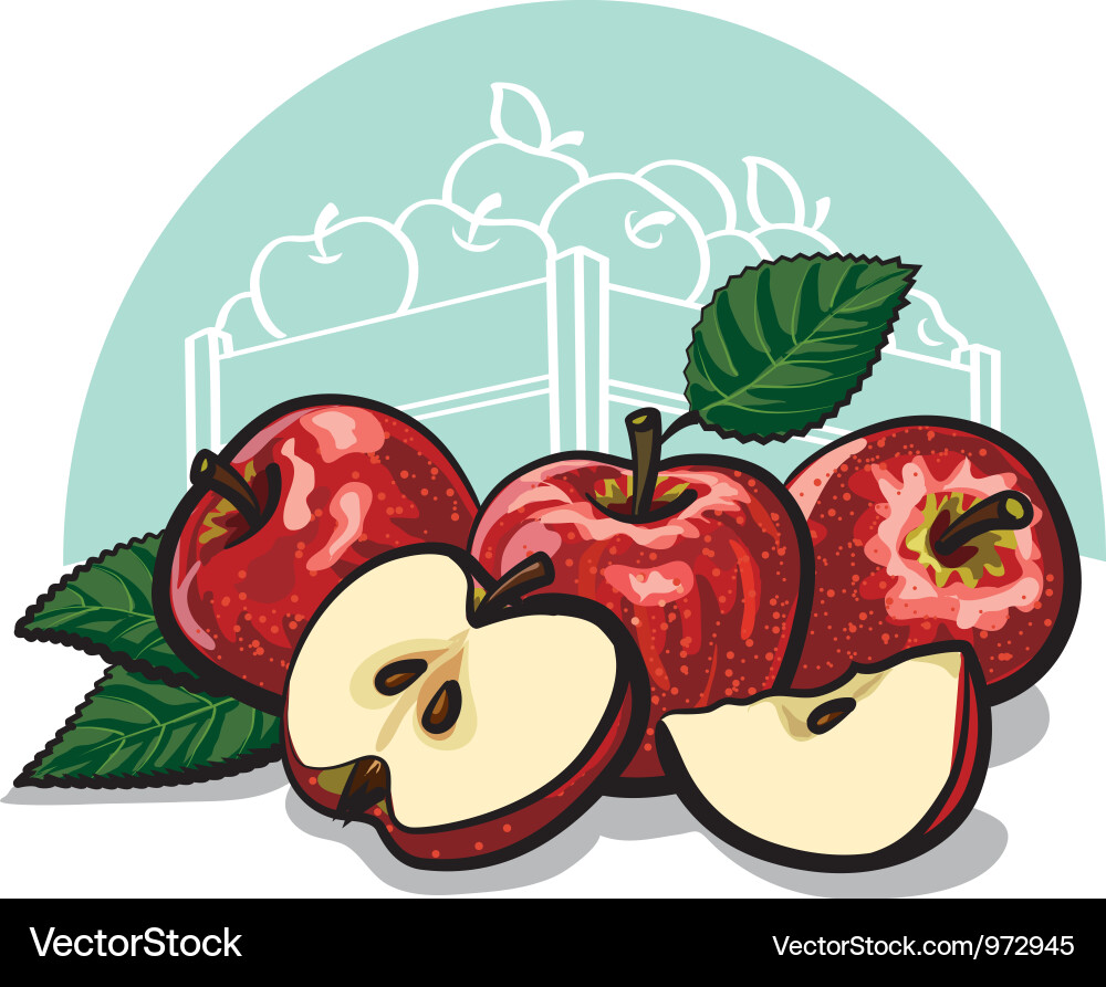 Apples Royalty Free Vector Image - VectorStock