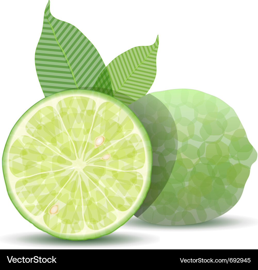 Fresh lime Royalty Free Vector Image - VectorStock
