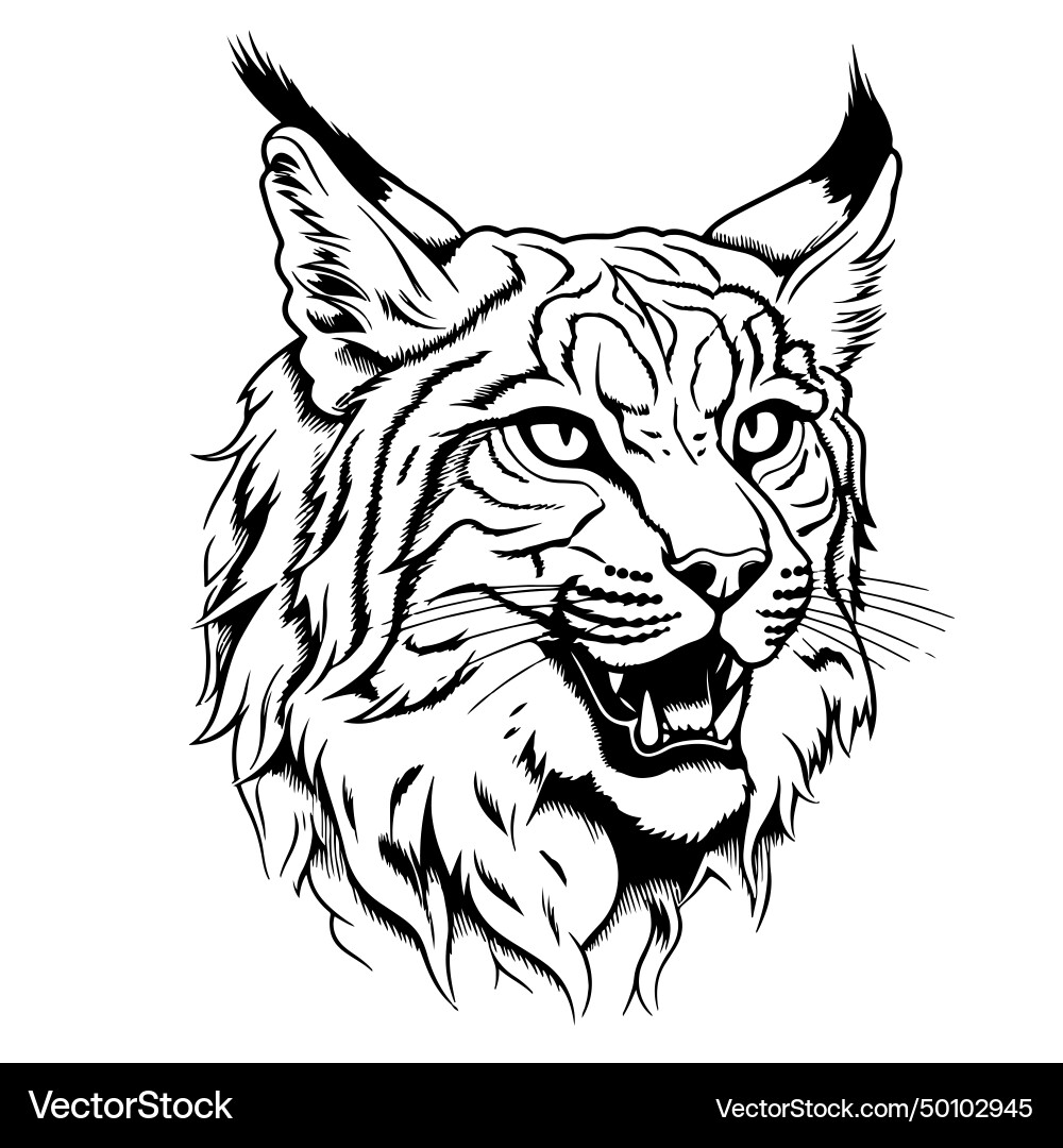 Head of lynx Royalty Free Vector Image - VectorStock