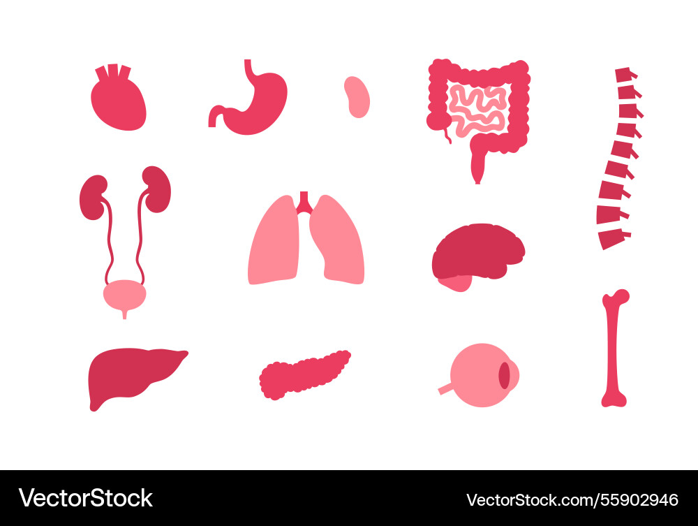 Human internal organs Royalty Free Vector Image