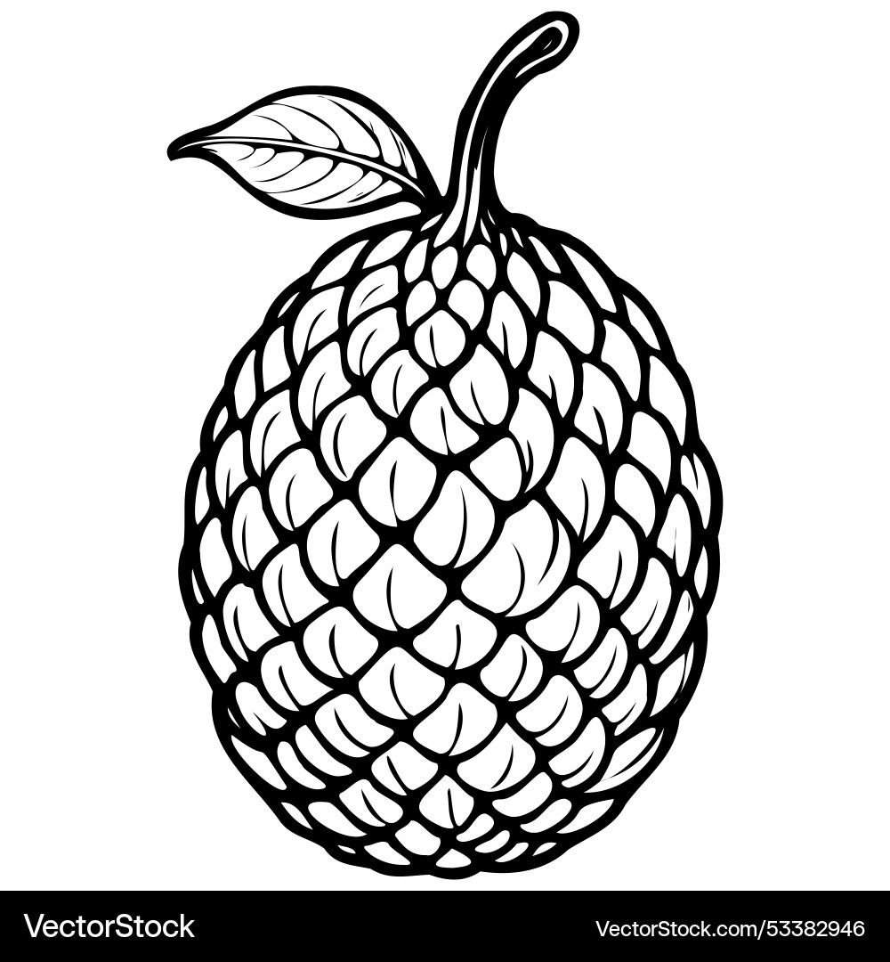 Snake fruit engraving drawing of monochrome Vector Image