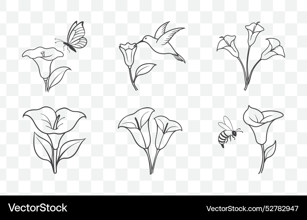 Print calla lily flower line art set Royalty Free Vector