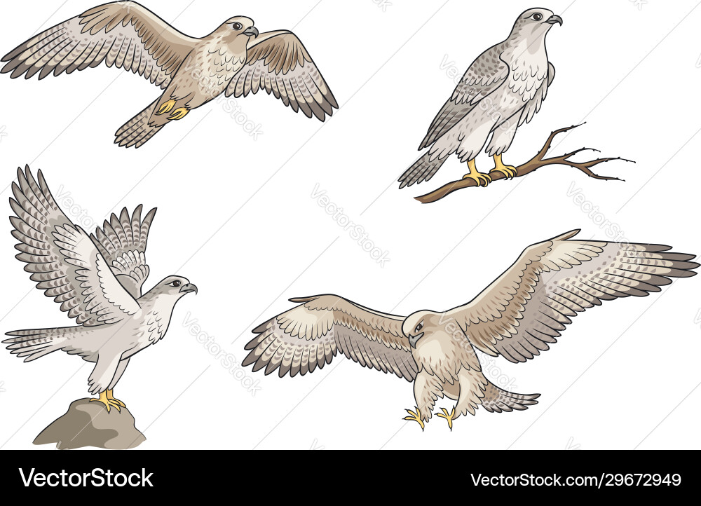Four Falcons in Flight Royalty Free Vector Image