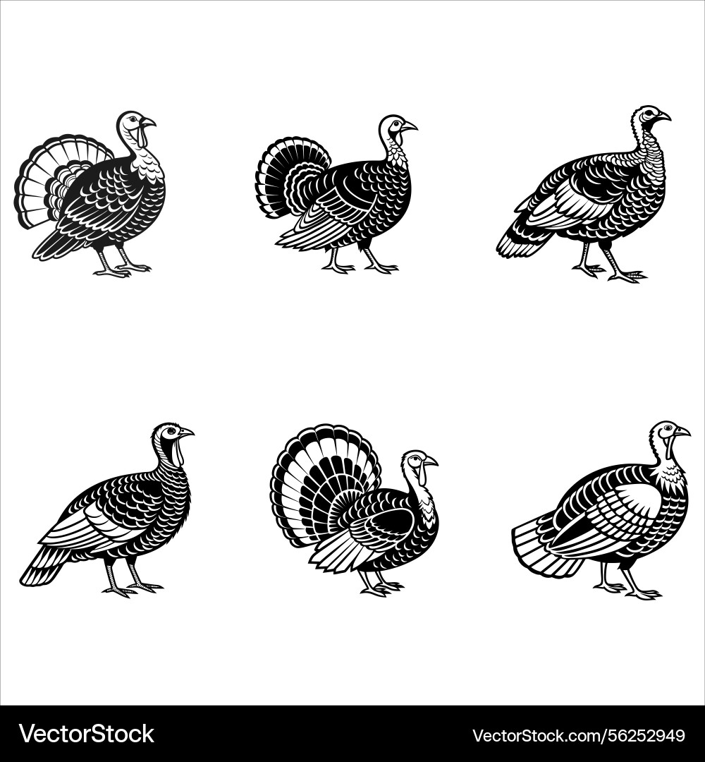 Turkey Royalty Free Vector Image - VectorStock