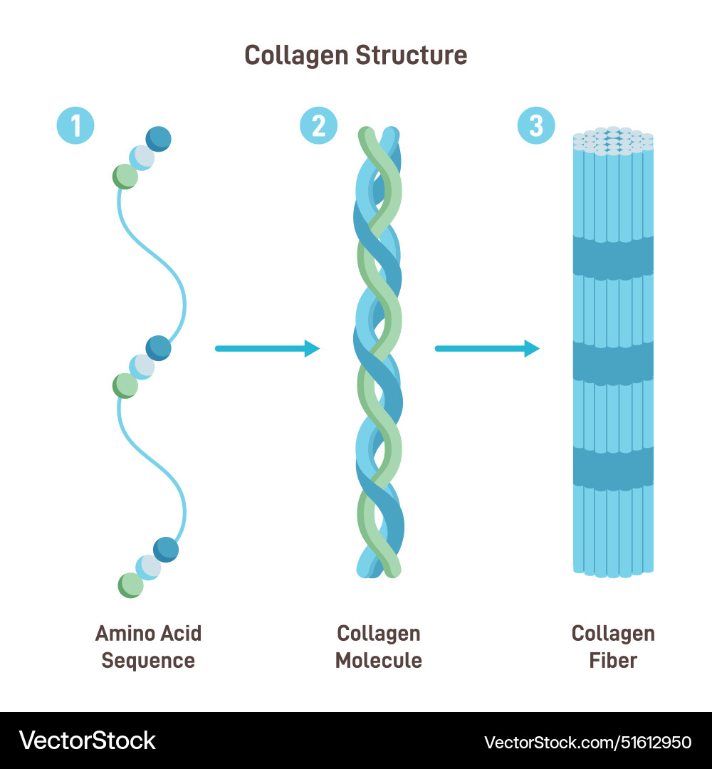 Collagen Structure - Amino Acid Chain Royalty Free Vector