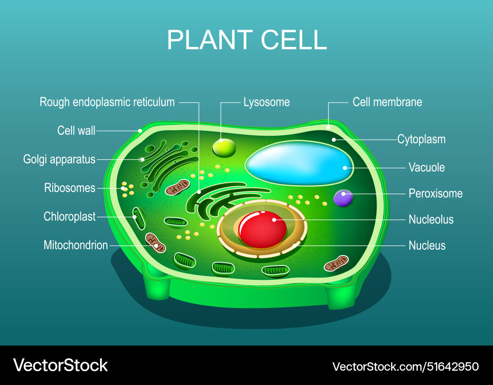 Plant cell structure anatomy of plant cell Vector Image
