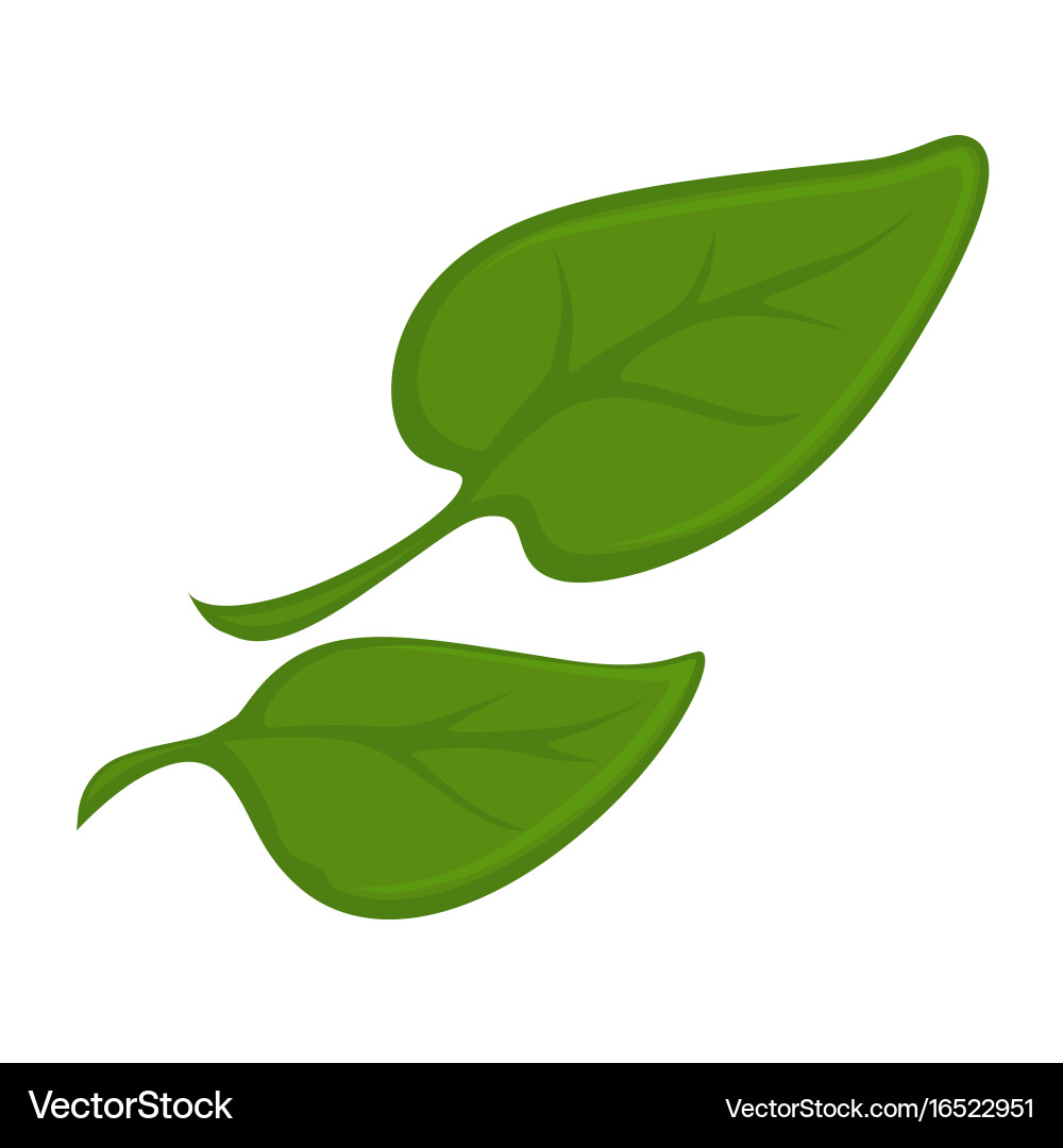 Two green small leaves Royalty Free Vector Image