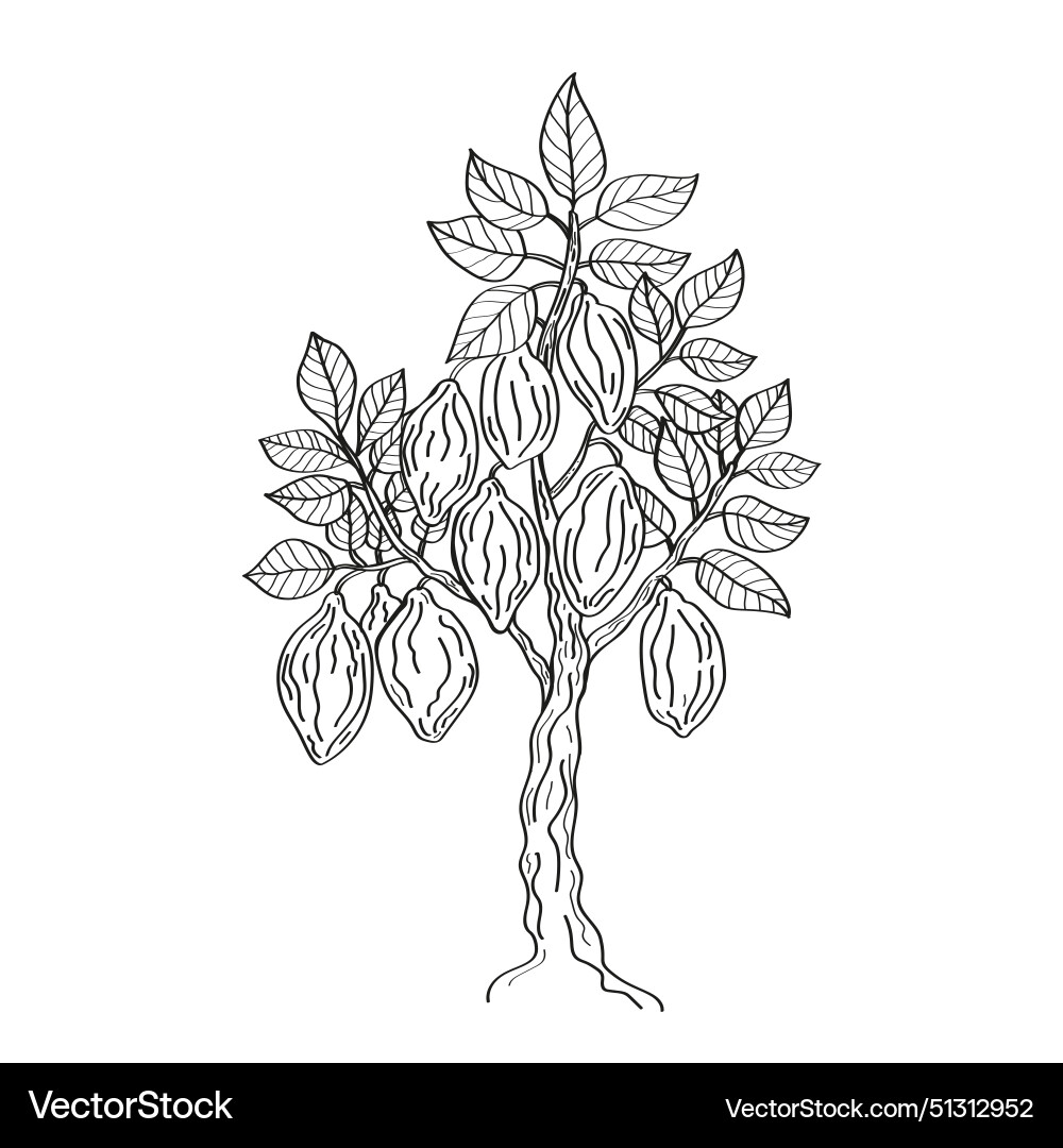 Cocoa tree ink sketch in vintage style Royalty Free Vector