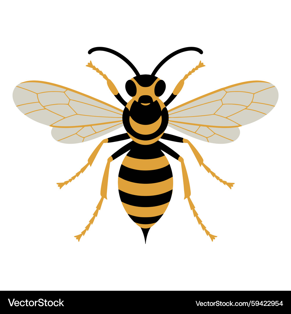 Wasp Royalty Free Vector Image Vectorstock