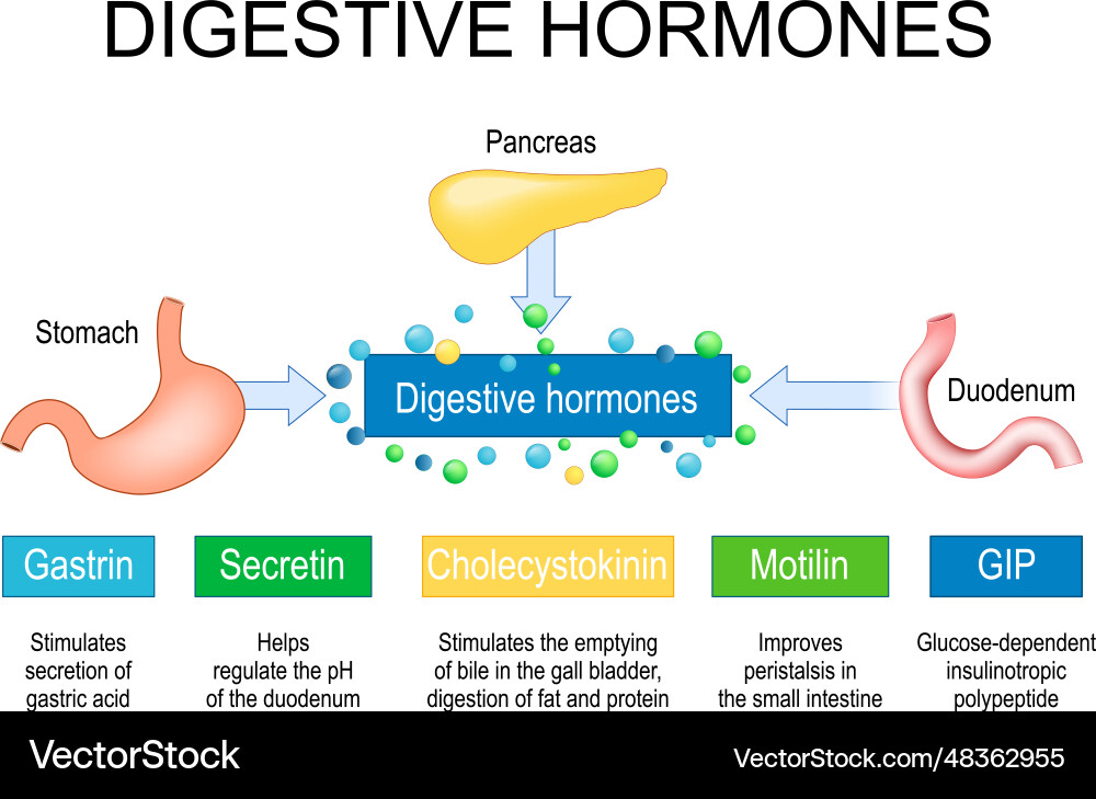 Digestive hormones gastrin cholecystokinin Vector Image