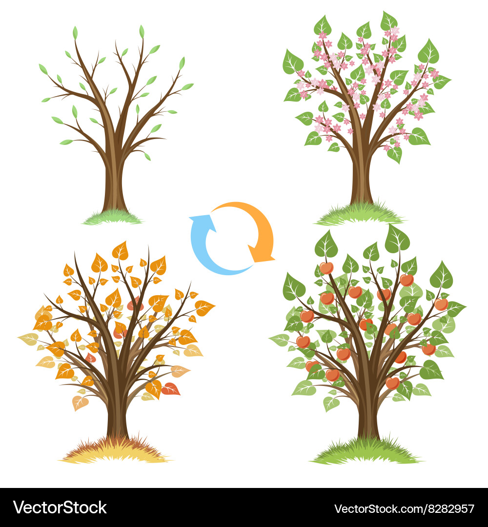 Apple tree seasonal cycle Royalty Free Vector Image
