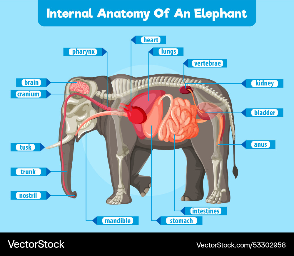 Elephant Internal Organ Anatomy – Royalty-Free Vector | VectorStock