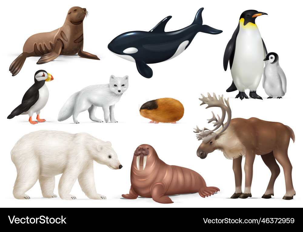 Arctic animals set Royalty Free Vector Image - VectorStock