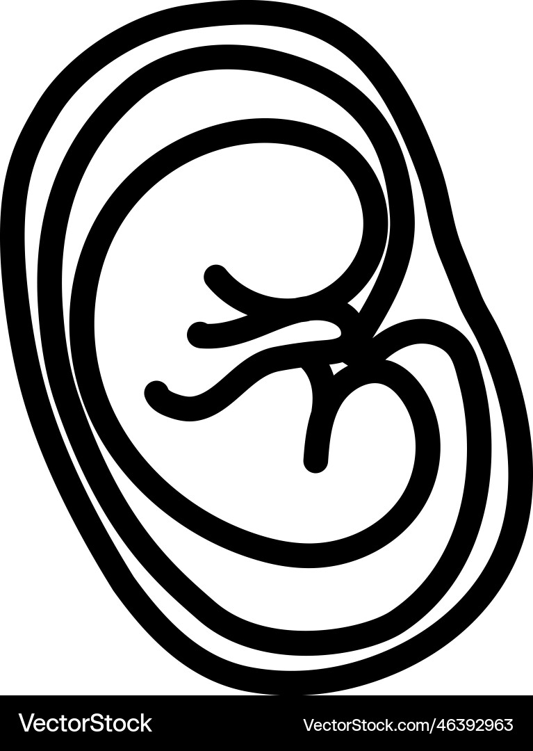 Human fetus development line art Royalty Free Vector Image