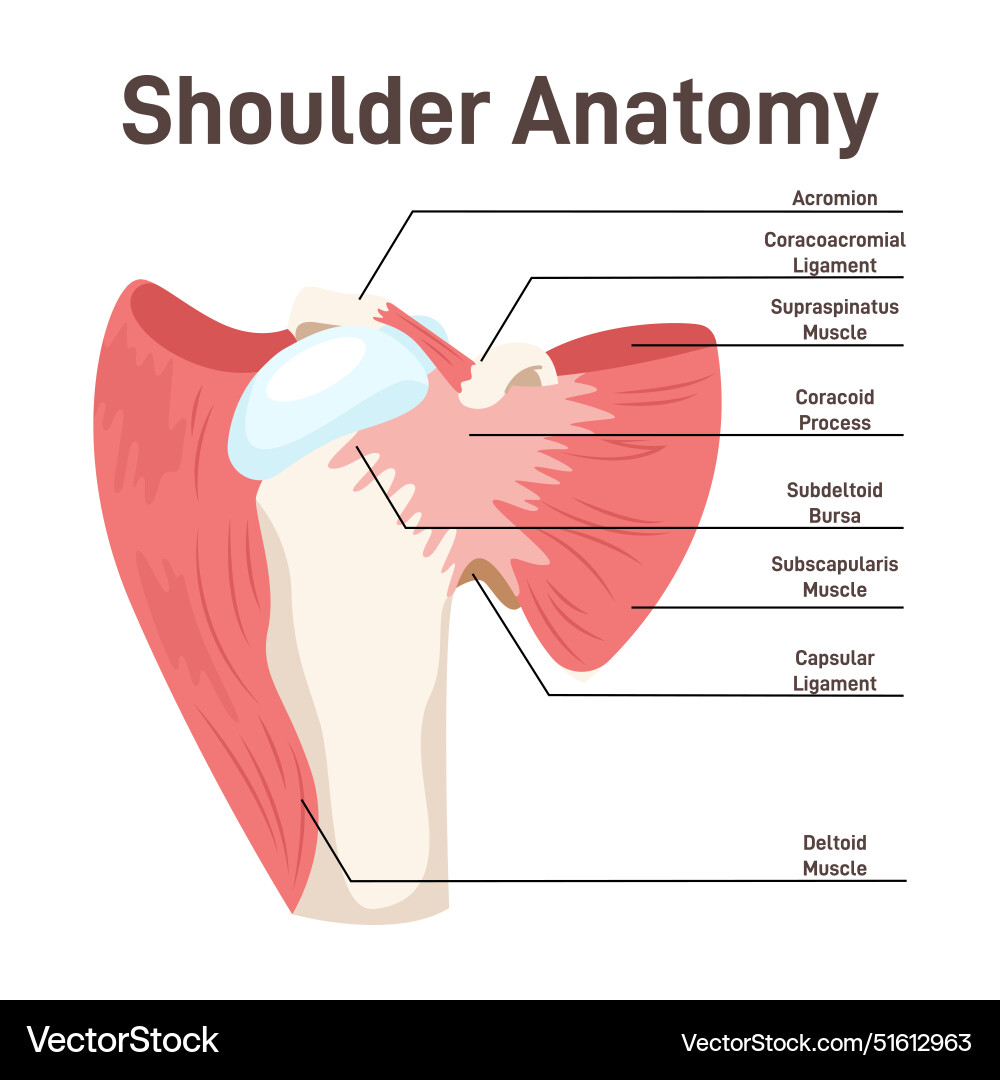 Shoulder muscles didactic scheme of anatomy Vector Image