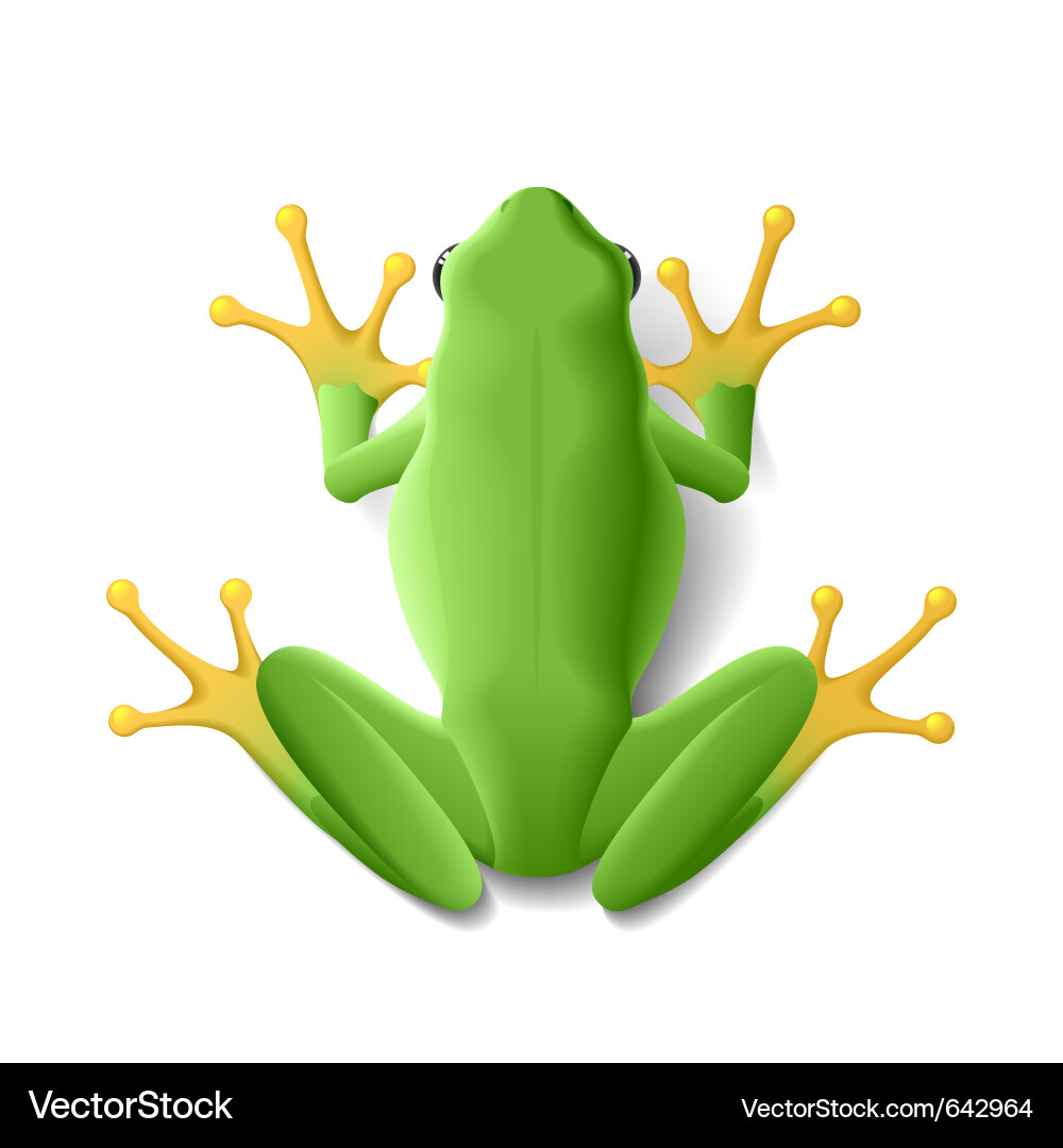 Green frog Royalty Free Vector Image - VectorStock