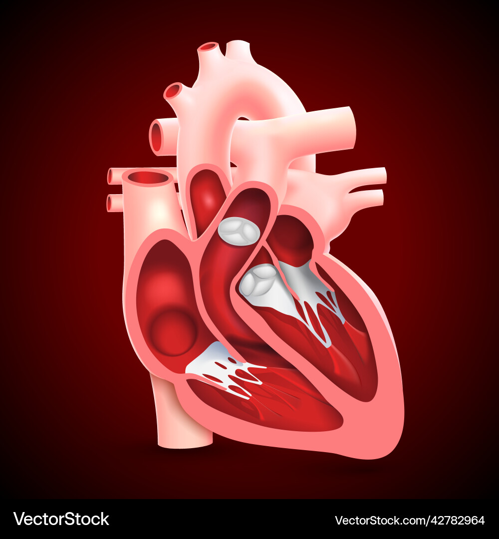 Human Heart Cross-Section Anatomy Royalty Free Vector Image