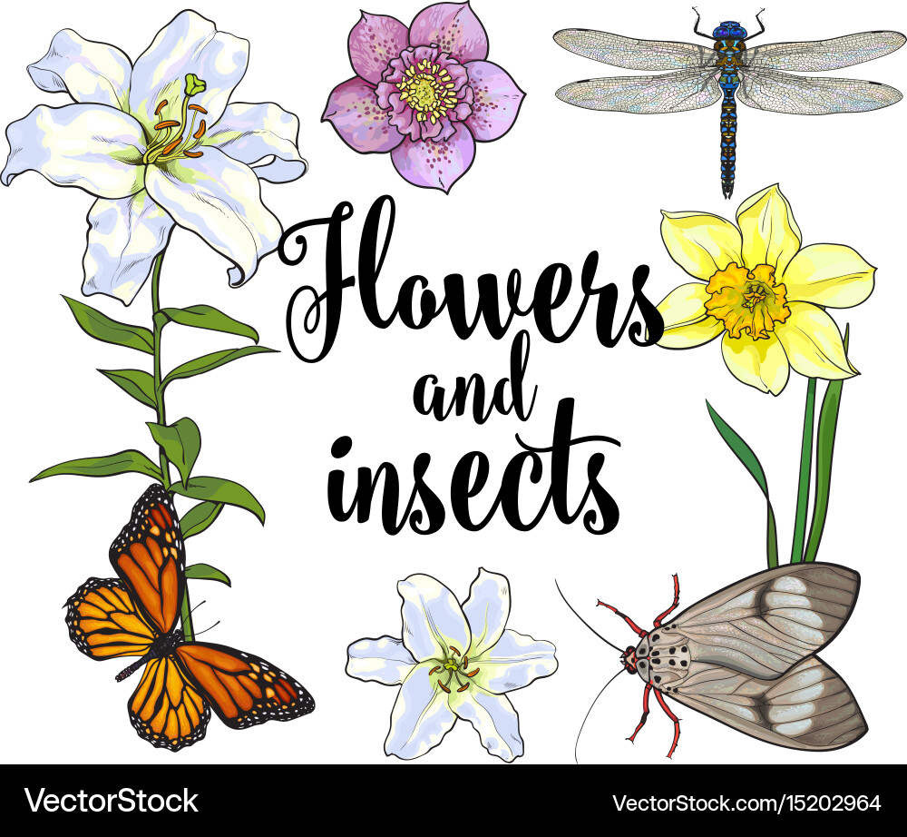 Square frame insects and flowers with place Vector Image