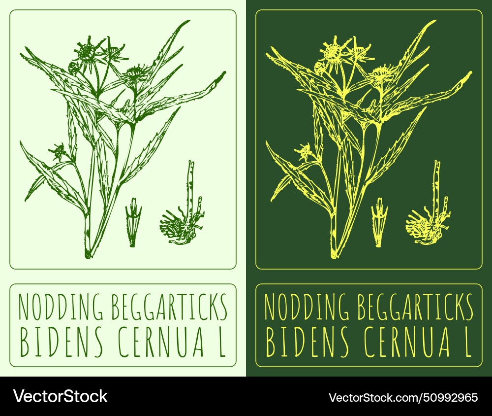 Drawing nodding beggarticks hand drawn Royalty Free Vector