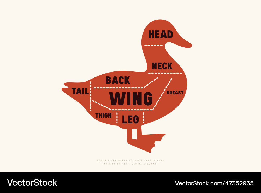 Duck cuts diagram in silhouette style Royalty Free Vector