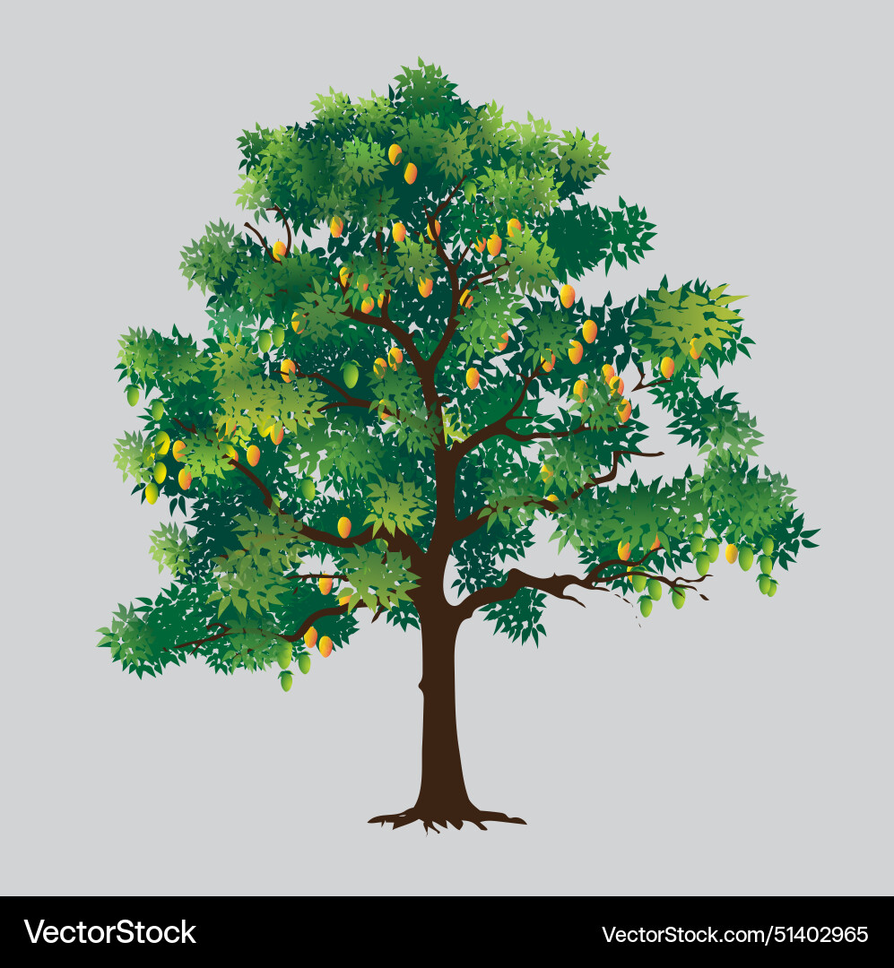 Mango tree Royalty Free Vector Image - VectorStock